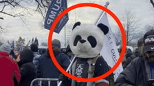 FBI Arrests ‘Sedition Panda’ Who Stormed Capitol On Jan. 6, 2021, In ...