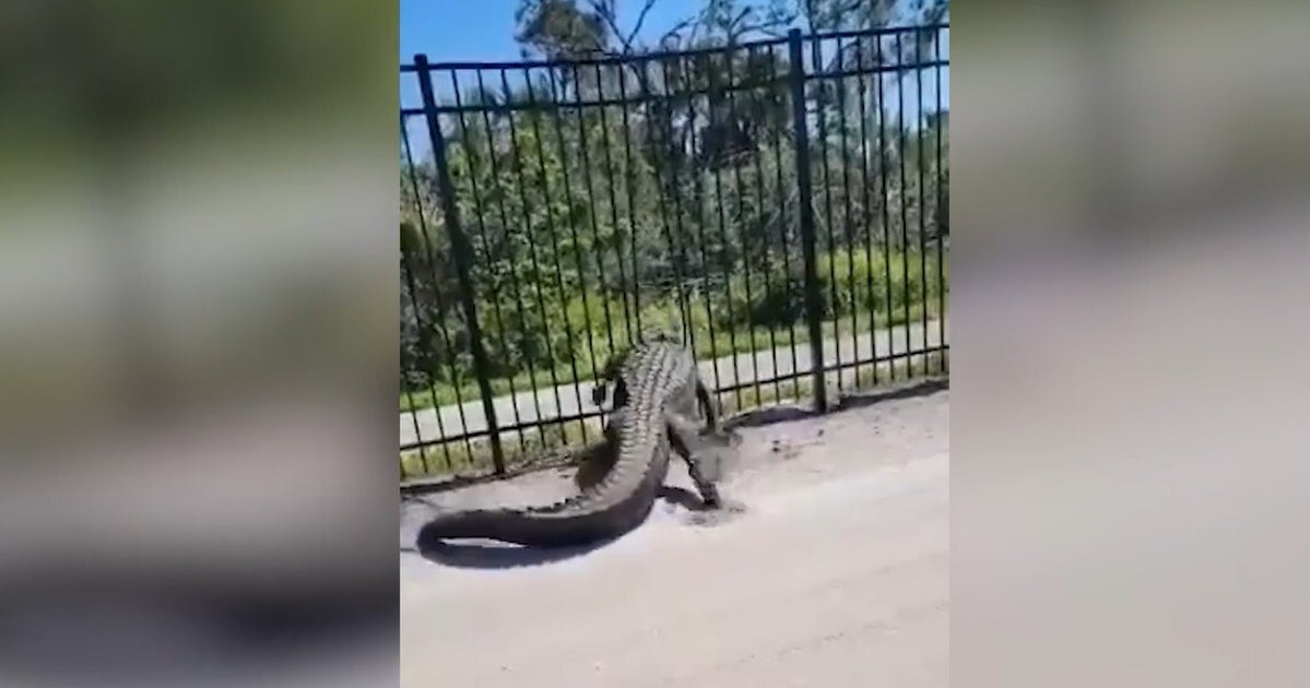 Φλόριντα: Αλιγάτορας περνάει μέσα από μεταλλικό φράκτη (βίντεο) | HuffPost Greece ΔΙΕΘΝΕΣ