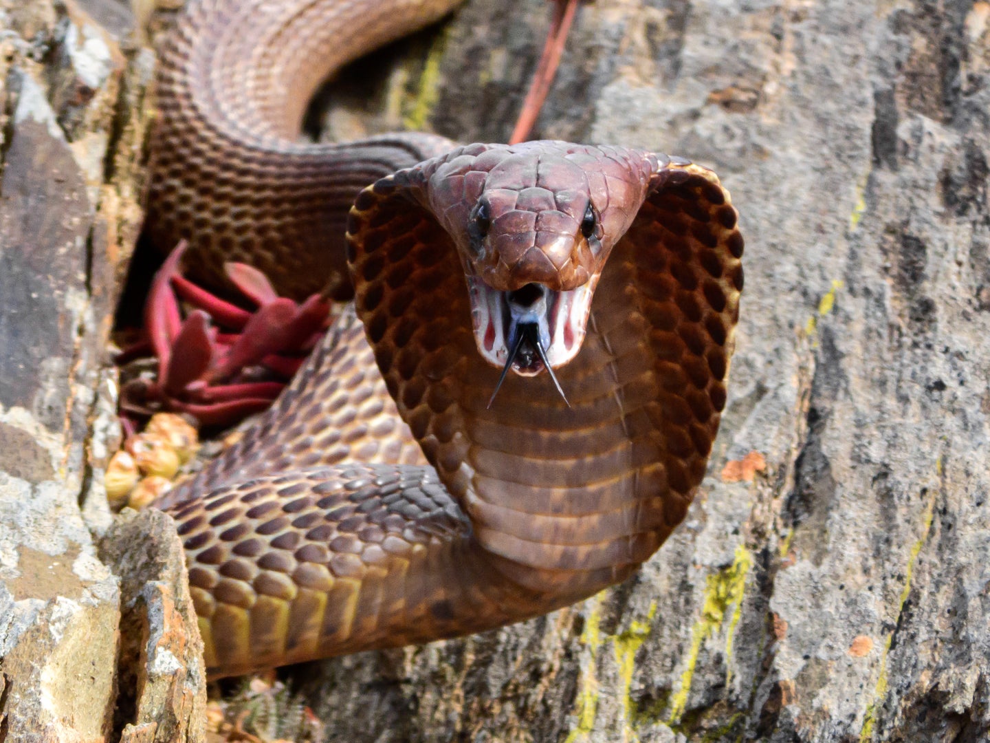 South African Pilot Faces ‘Snakes On A Plane’ Moment With Cobra In ...