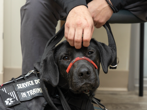 Operation Delta Dog