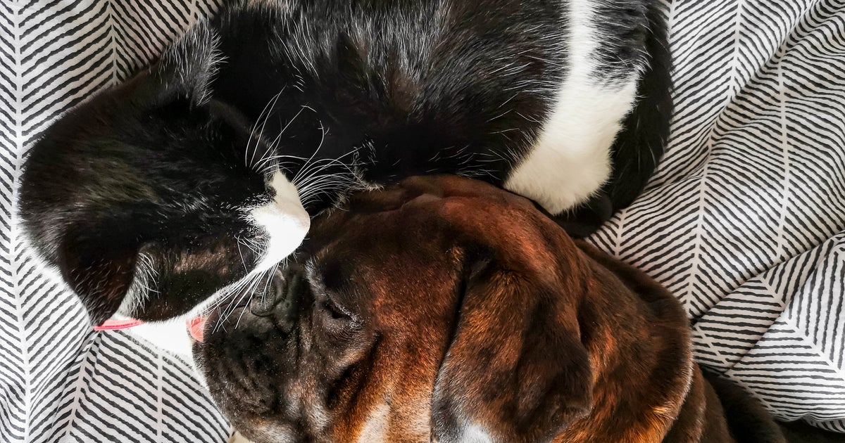 The Best Amazon Pet Day 2023 Deals To Shop Now | HuffPost UK Shopping