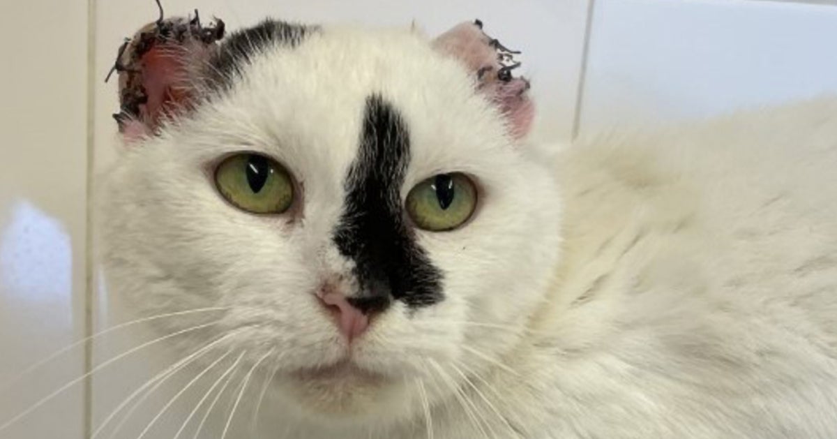 BRB Crying – Cat Who Lost Both Ears To Sun Damage Finds Forever Home ...