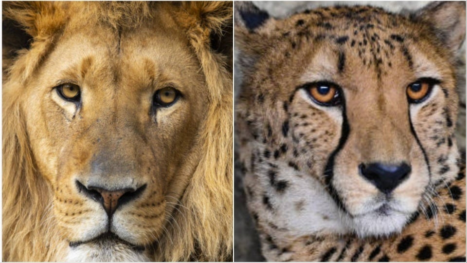 Lion Vs Cheetah Real Fight