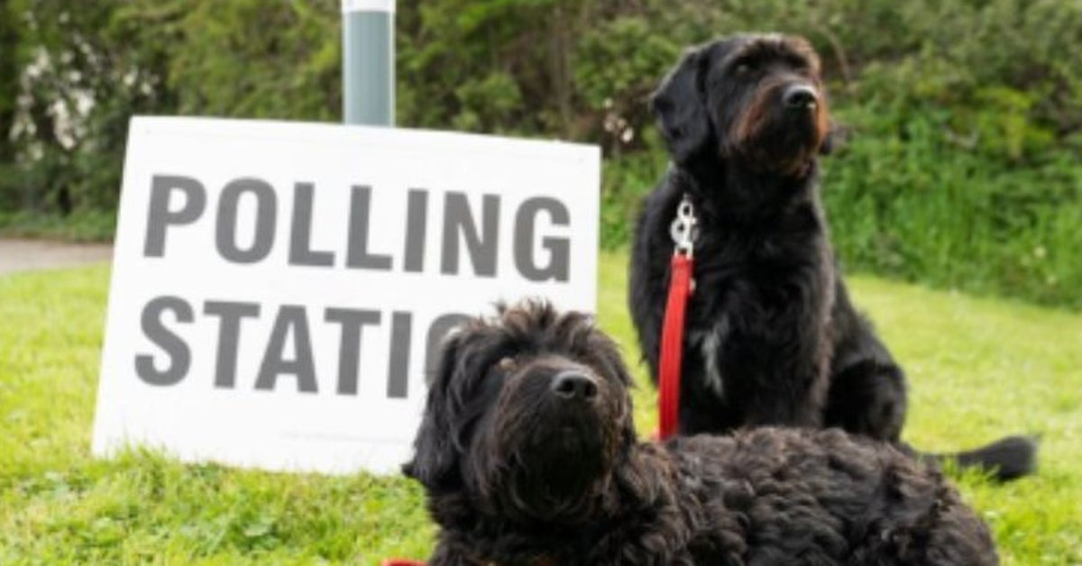 Dogs Who Love Democracy Head To The Local Election Polling Stations ...