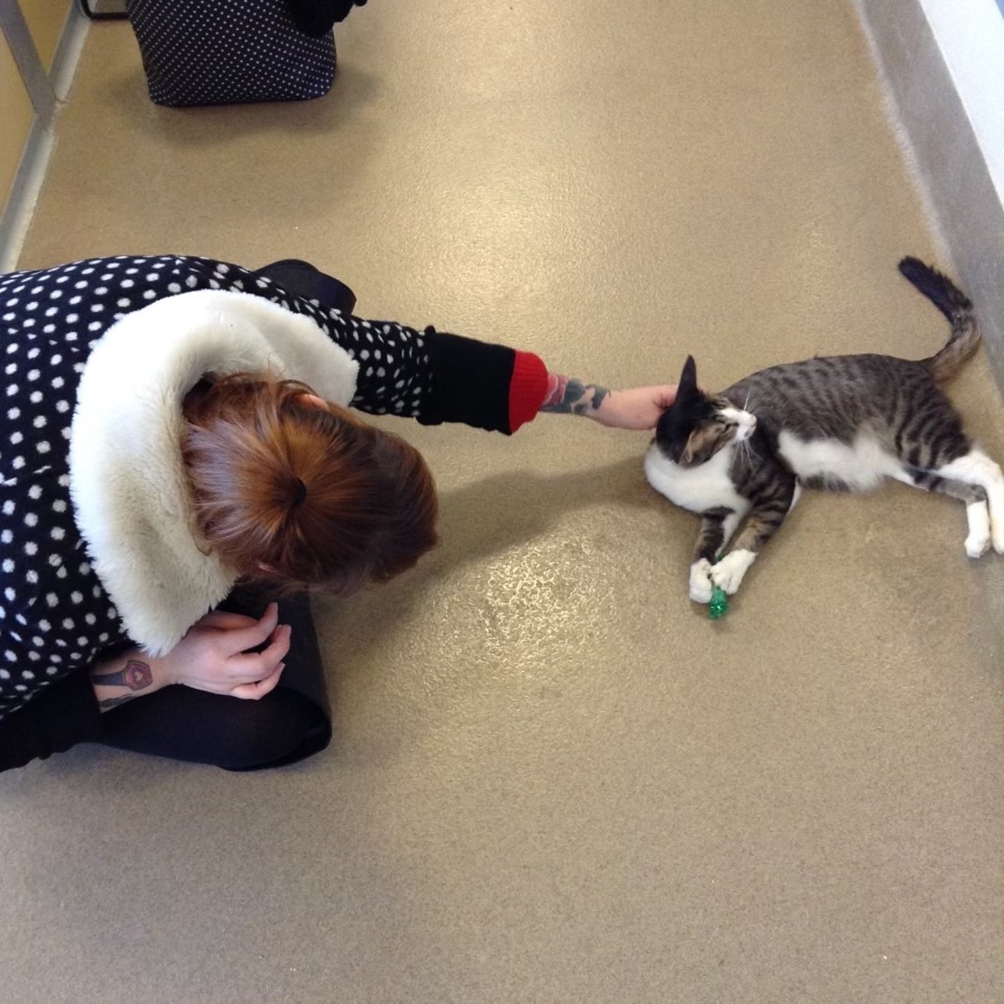 I Adopted An Internet-Famous Cat. It Changed My Life In Ways I Never ...