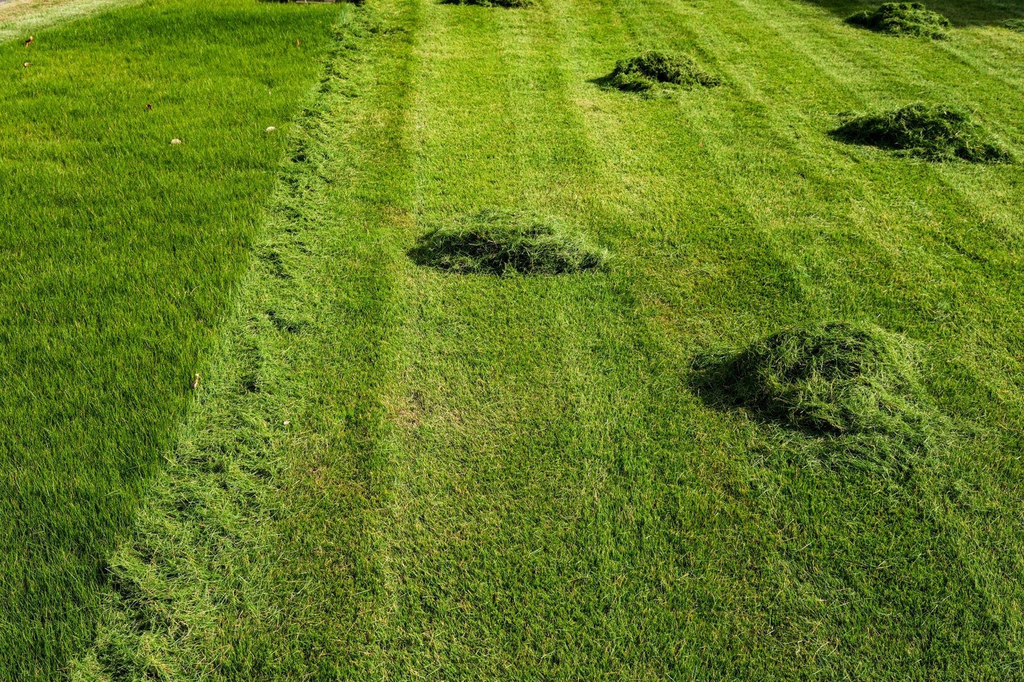Love The Smell Of Fresh Cut Grass? We've Got Some Truly Horrifying News ...