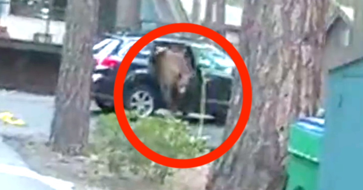 Bear Busted Inside Car Is Freed By Rope Trick | HuffPost Latest News