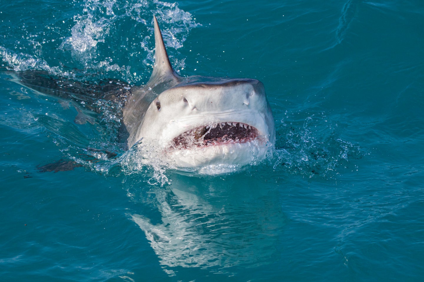 Netflix Film Crew Attacked By Sharks While Shooting Docuseries In ...