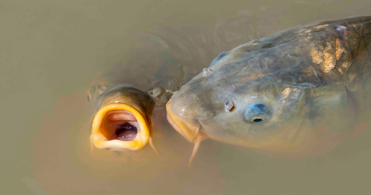 June's Heatwave Obliterated UK's Fish Populations | HuffPost UK Life