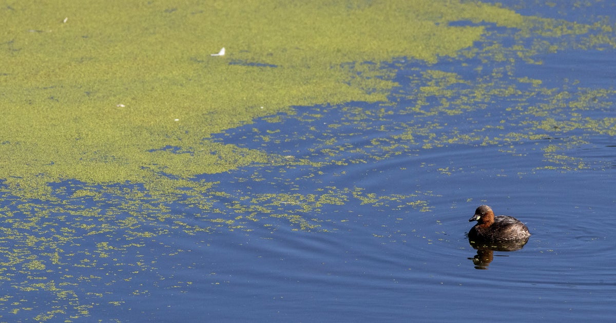 UK Swimmers Warned To Watch Out For Blue-Green Algae | HuffPost UK Life