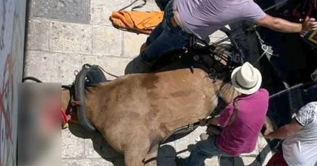 Από παθολογικά αίτια ο θάνατος του αλόγου που πέθανε στον δρόμο στην ...