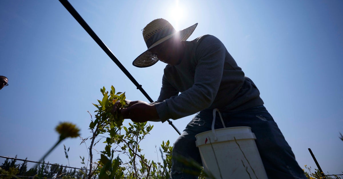 Climate Change Takes A Toll On Farmworkers | HuffPost Impact