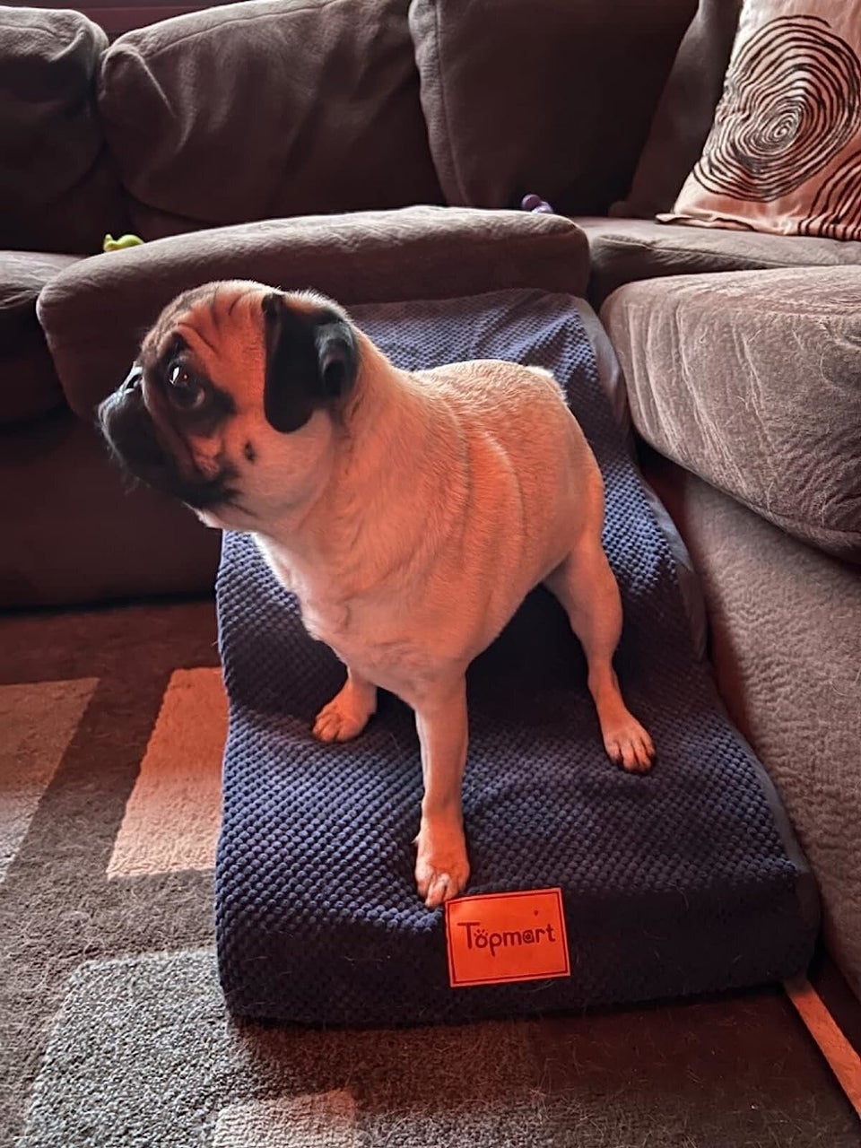 Here Are All The Best Amazon Prime Day Pet Deals | HuffPost Life