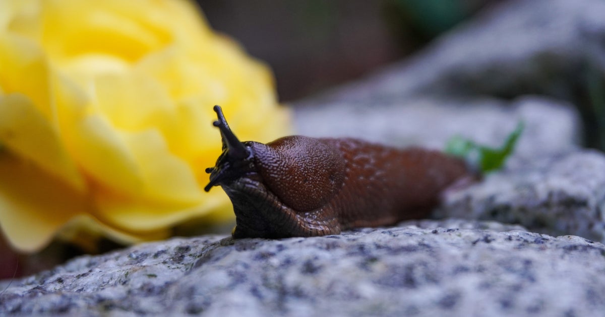 Get Rid Of Slugs Naturally With This Kitchen Slug Repellant | HuffPost ...