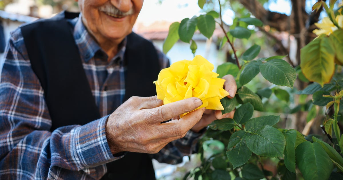 This 1 Counter-Intuitive Hack Could Cause Your Roses To Flourish ...