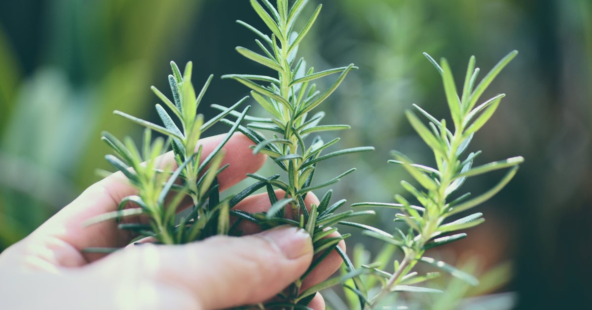 Here's How To Grow A Rosemary Bush From Supermarket Sprigs | HuffPost ...