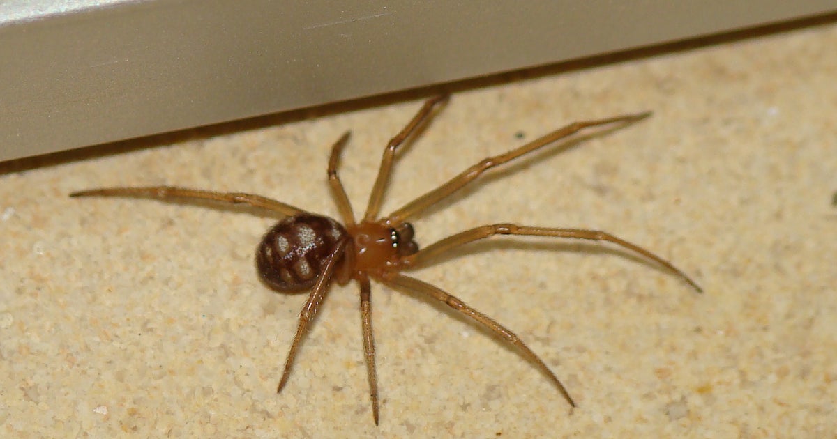 White Widow Spider Bite