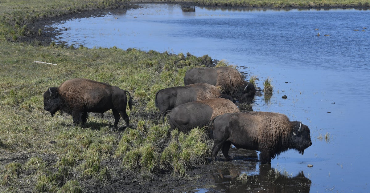 How The Blackfeet Brought Buffalo Back | HuffPost Impact