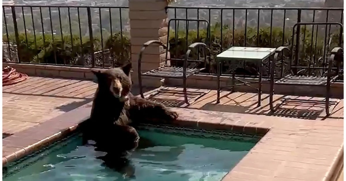 Bear Takes A Dip In California Swimming Pool Amid Heatwave | HuffPost ...