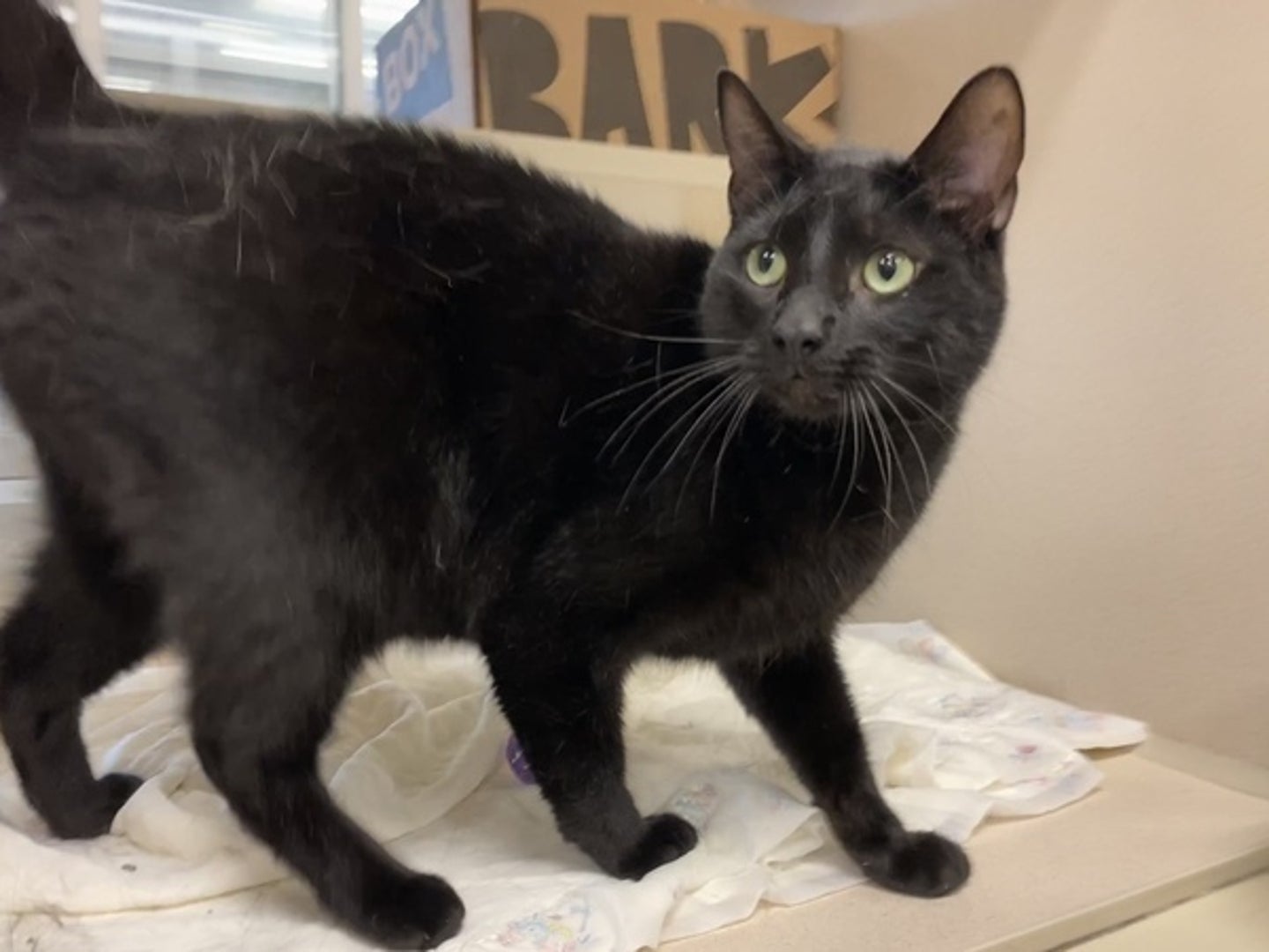 Cat Caught On Video Opening Door At Animal Shelter | HuffPost Latest News