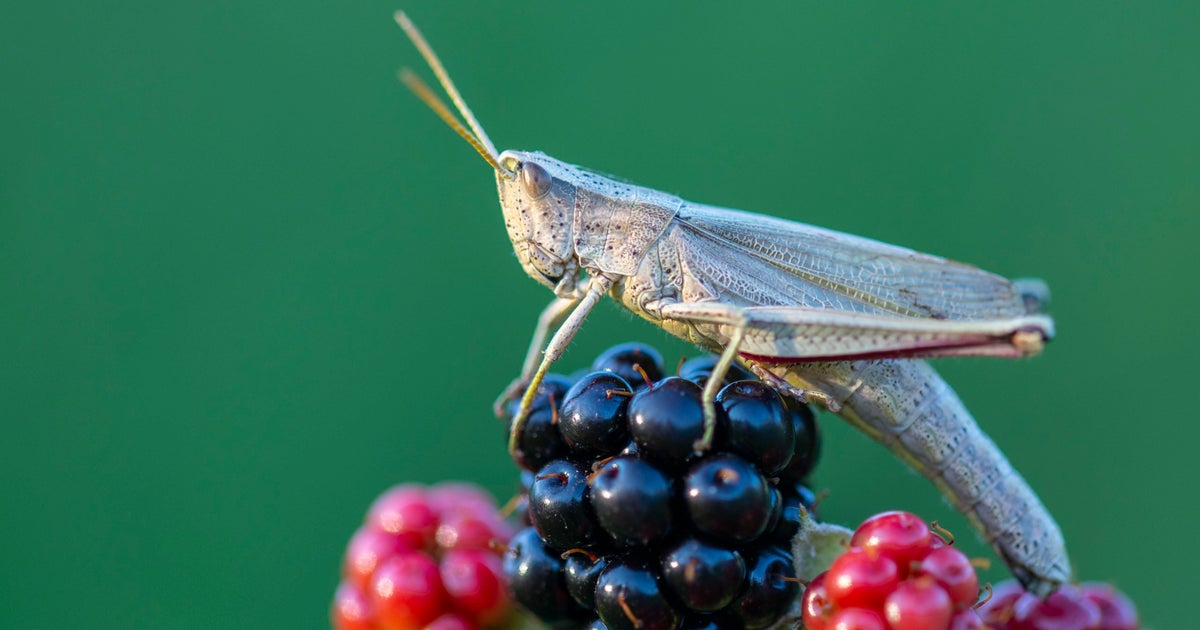 How To Find And Remove Bugs In Your Blackberries | HuffPost UK Life