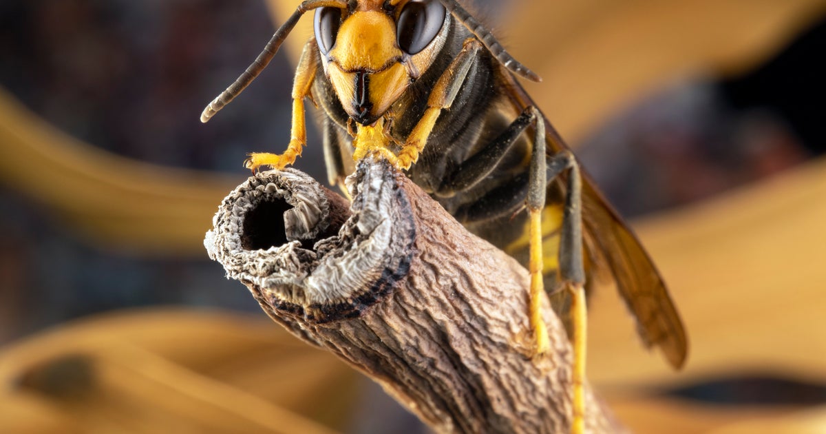 Asian Hornet Numbers Rise Alarmingly In The UK | HuffPost UK Life