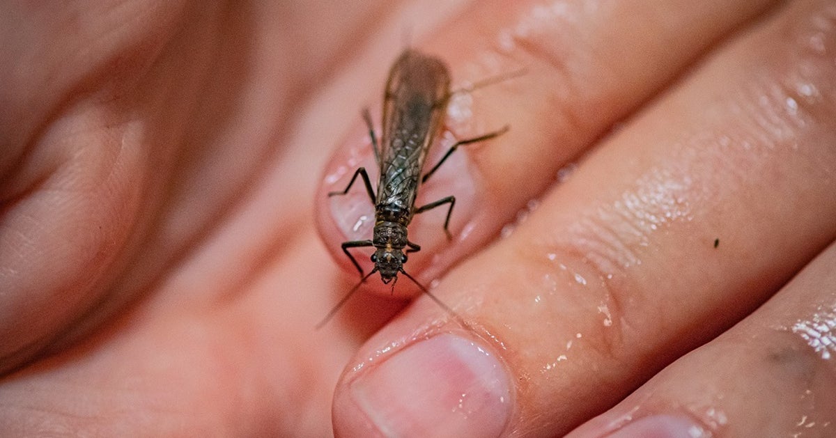 An Insect Thought To Be Extinct Reappears In The River Dee | HuffPost ...