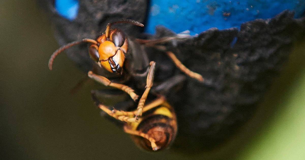 UK Asian Hornet Sightings Surge From 2 A Year To 15 In August ...