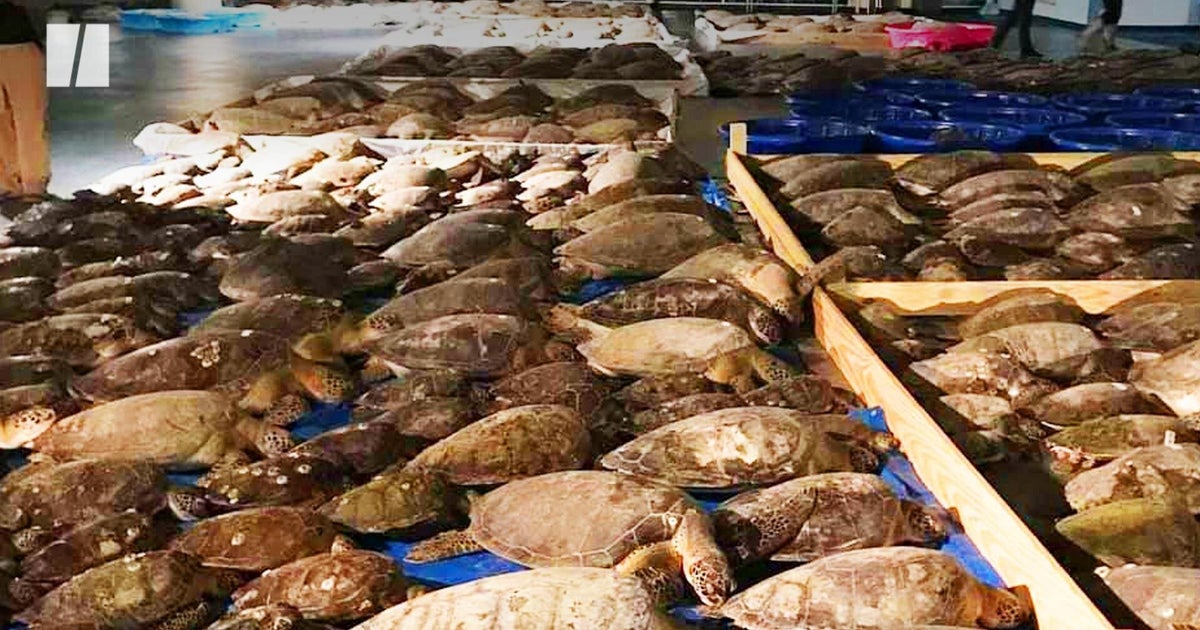Rescuing The Largest ‘Cold Stunned’ Turtle Event In Recorded History ...