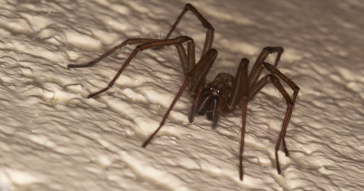 Huge House Spider Season Arrives In The UK | HuffPost UK Life