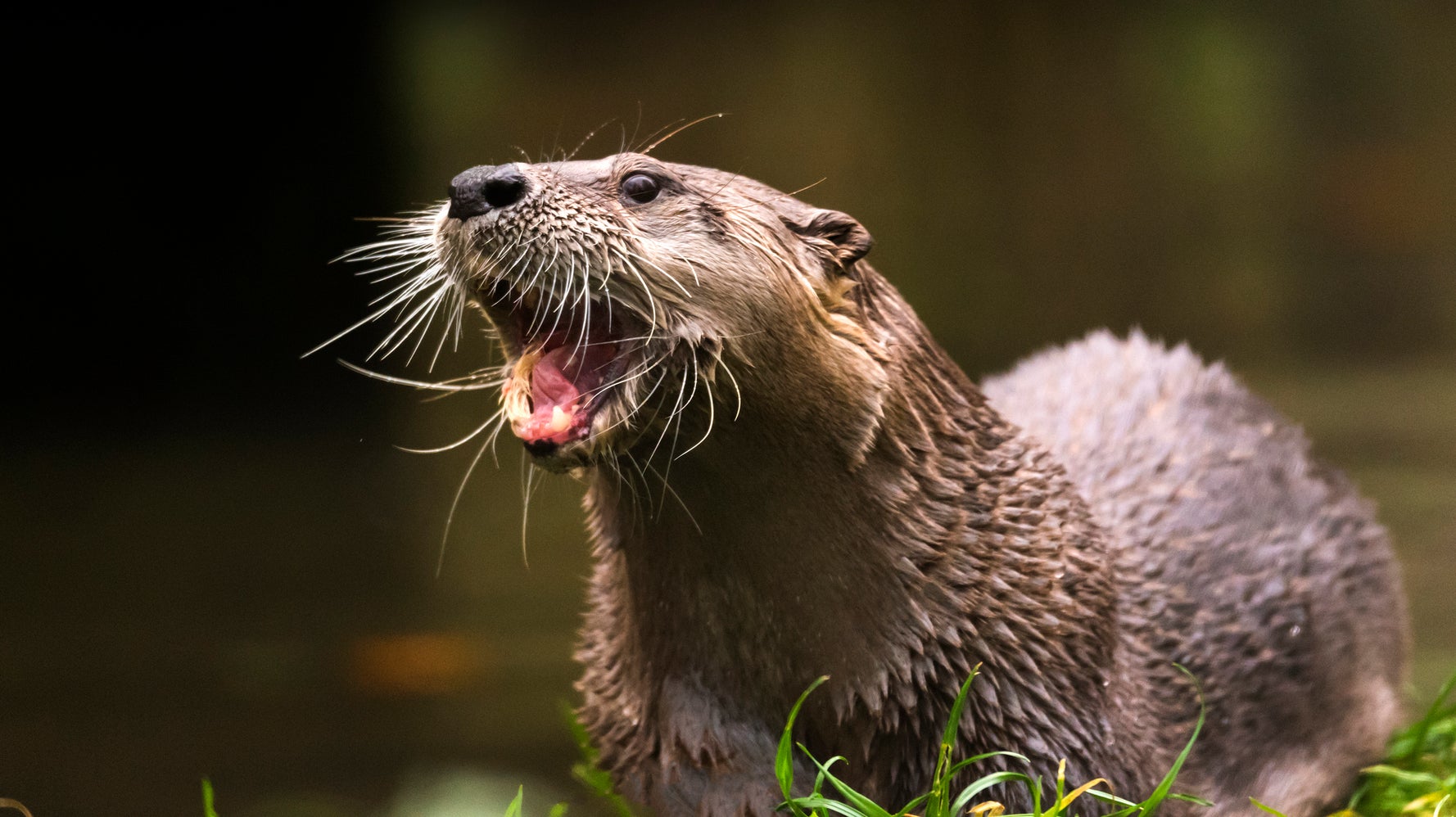Giant River Otter Eating Crocodile