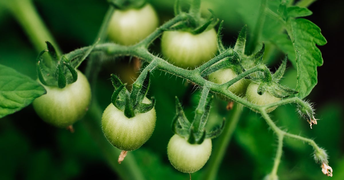 Here's How To Ripen Your Unripened Tomato Plants This Autumn | HuffPost ...