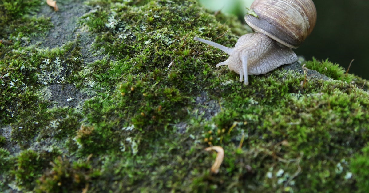 UK Gardeners Avoid Touching Giant Snails Dead Or Alive | HuffPost UK Life