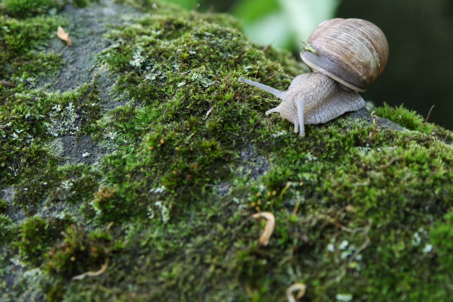 UK Gardeners Avoid Touching Giant Snails Dead Or Alive | HuffPost UK Life