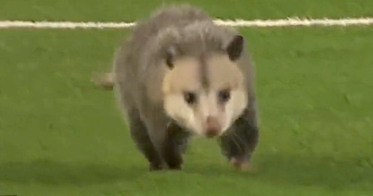 Opossum Runs On Field During Texas Tech Game And Absolutely Refuses To ...