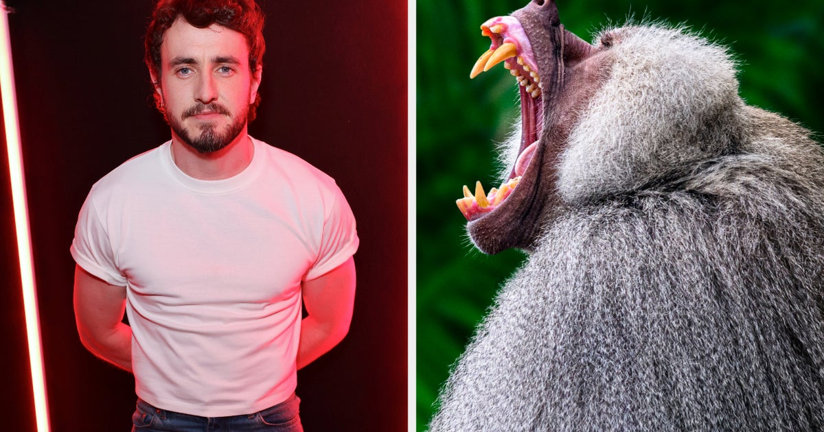 Paul Mescal Fights Pack Of Baboons In New Gladiator Sequel | HuffPost ...