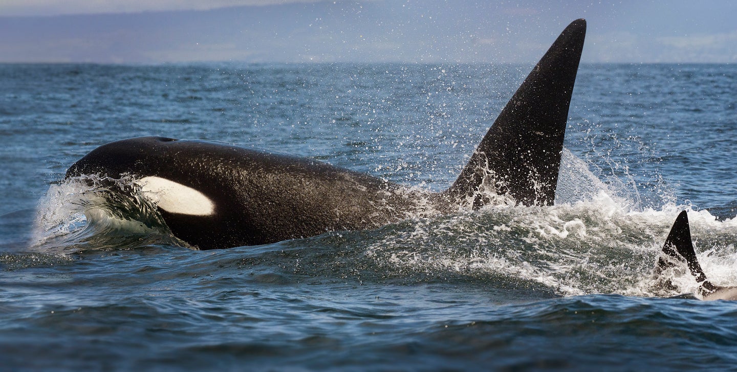 Orcas Pummel Boat After Crew Plays Heavy Metal As Deterrent | HuffPost ...