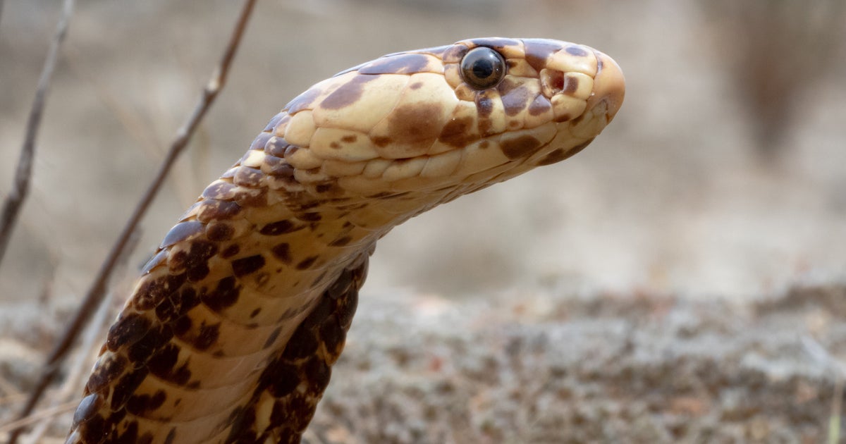 Σύζυγος σκότωσε γυναίκα και παιδί με δηλητηριώδη κόμπρα στην ...