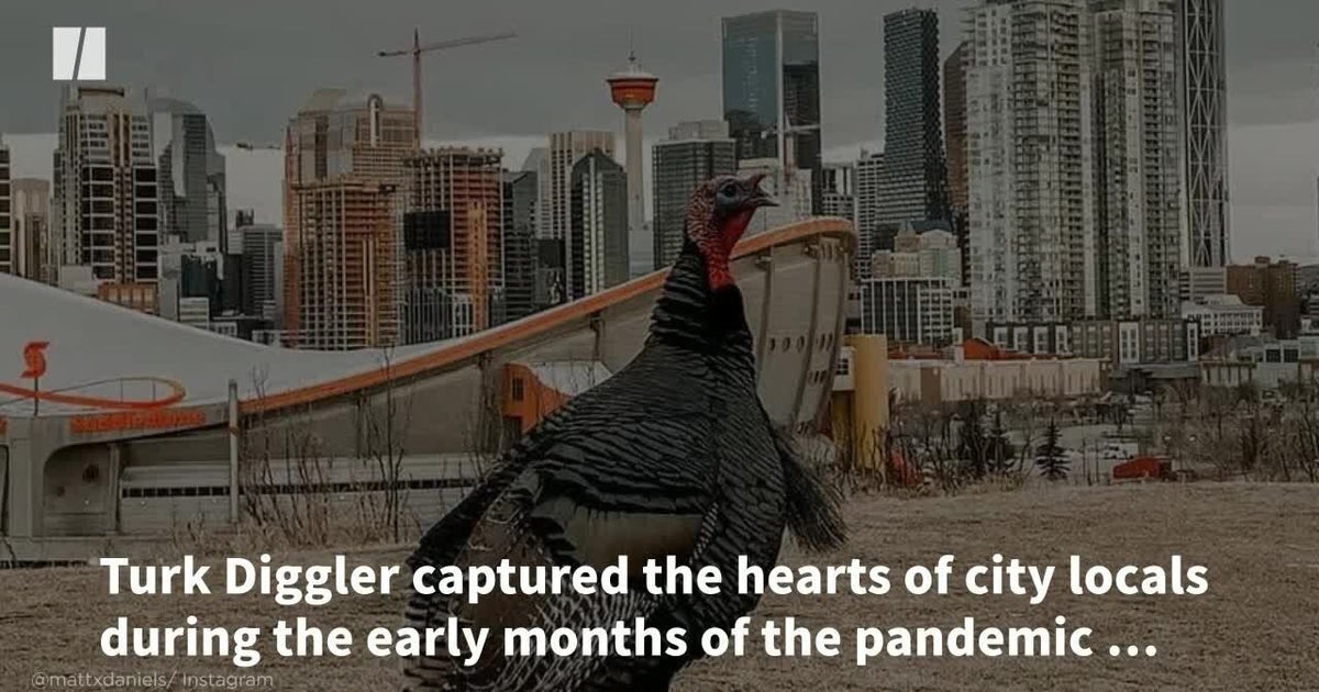 Calgary Turkey To Be Immortalized With Bronze Statue | HuffPost Videos