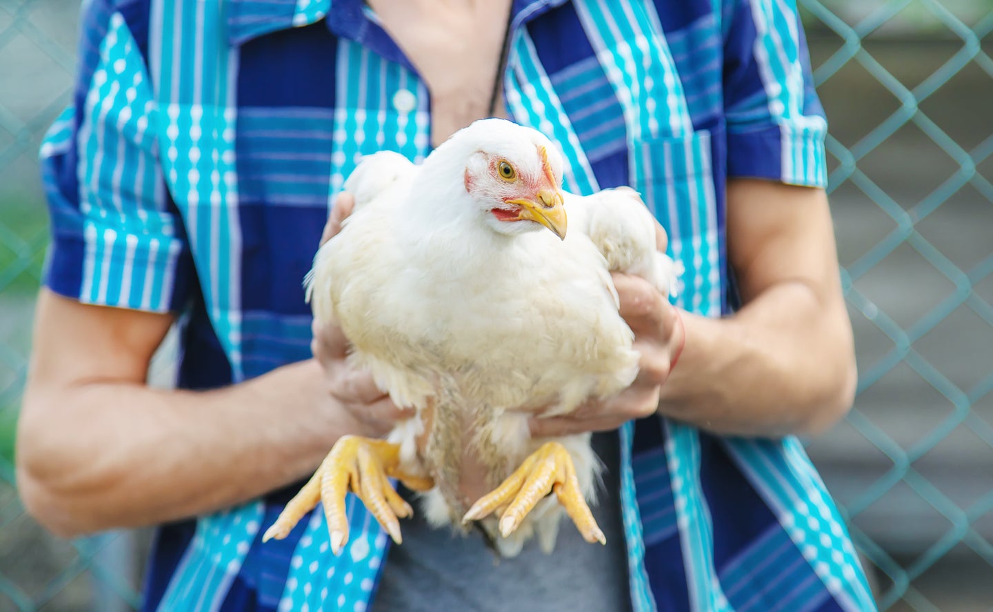 Bacterial Contamination In Chicken: Should You Be Concerned? | HuffPost ...