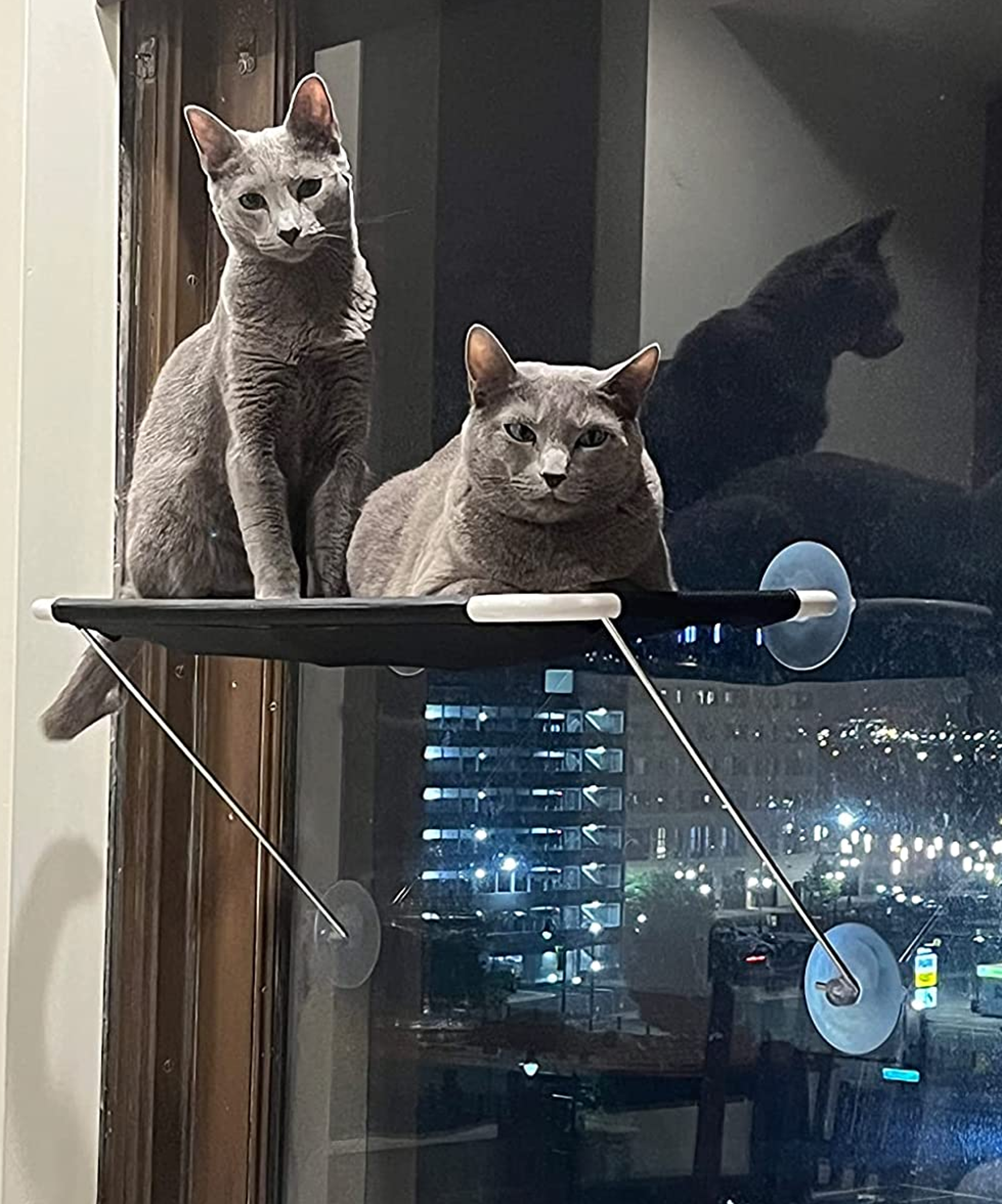 36 Handy Products If You Own Two Or More Cats | HuffPost Life