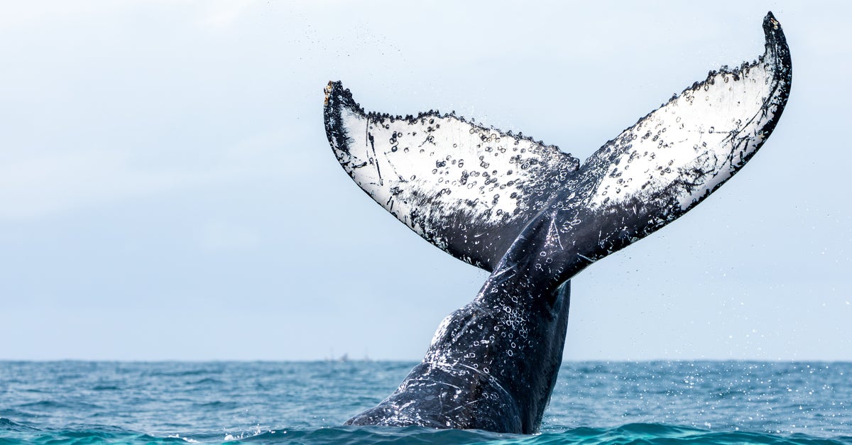 First Photographs Of Humpback Whale Sex Feature Two Males Huffpost Latest News