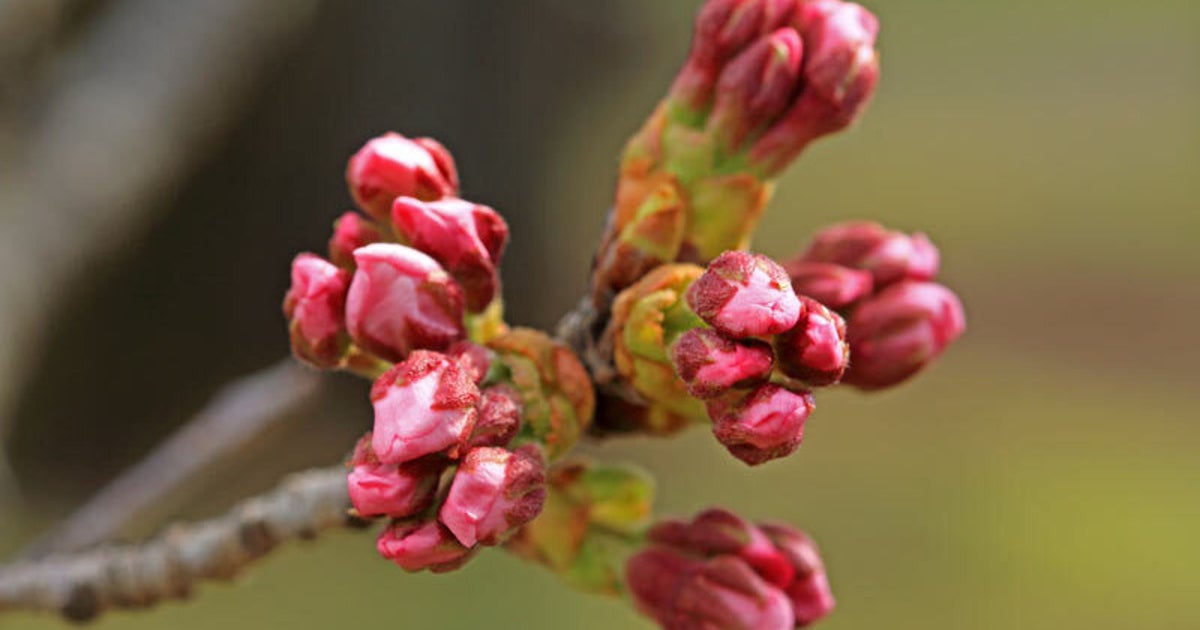 Bokep indonesia teebaru