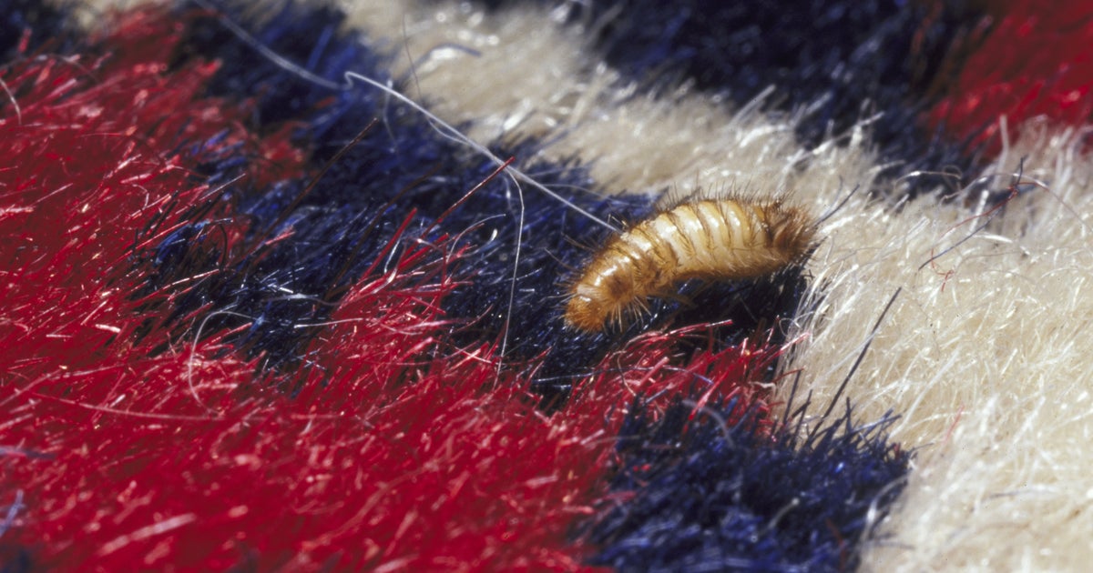 This Is How To Get Rid Of The Bugs In Your Carpet | HuffPost UK Life
