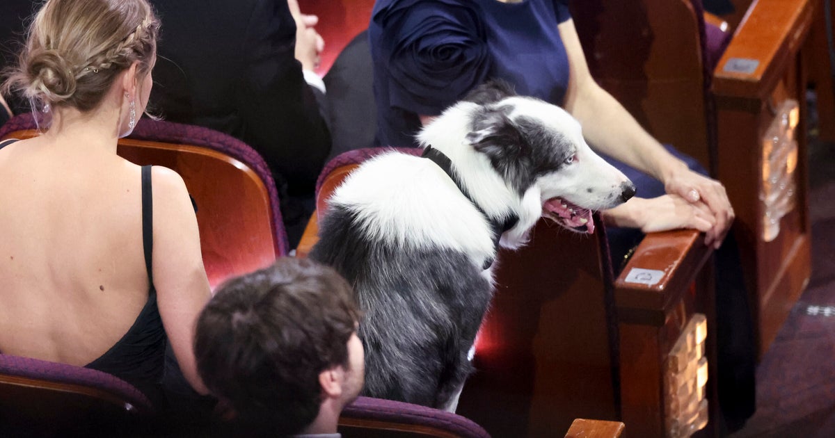 Here’s How Messi The Dog Actually Clapped His Paws At The Oscars ...