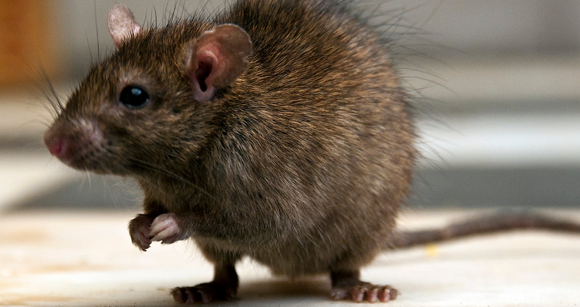 New Orleans Police Cite Buzzed Rats In Ask For New Building | HuffPost ...