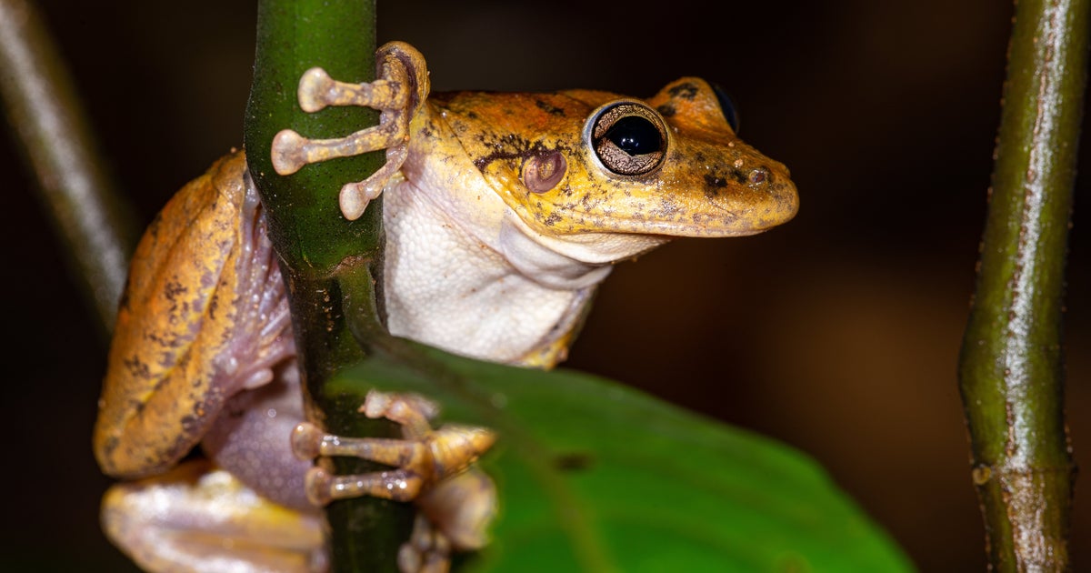 The Sound That Frogs Make Which Humans Can't Hear | HuffPost UK Life