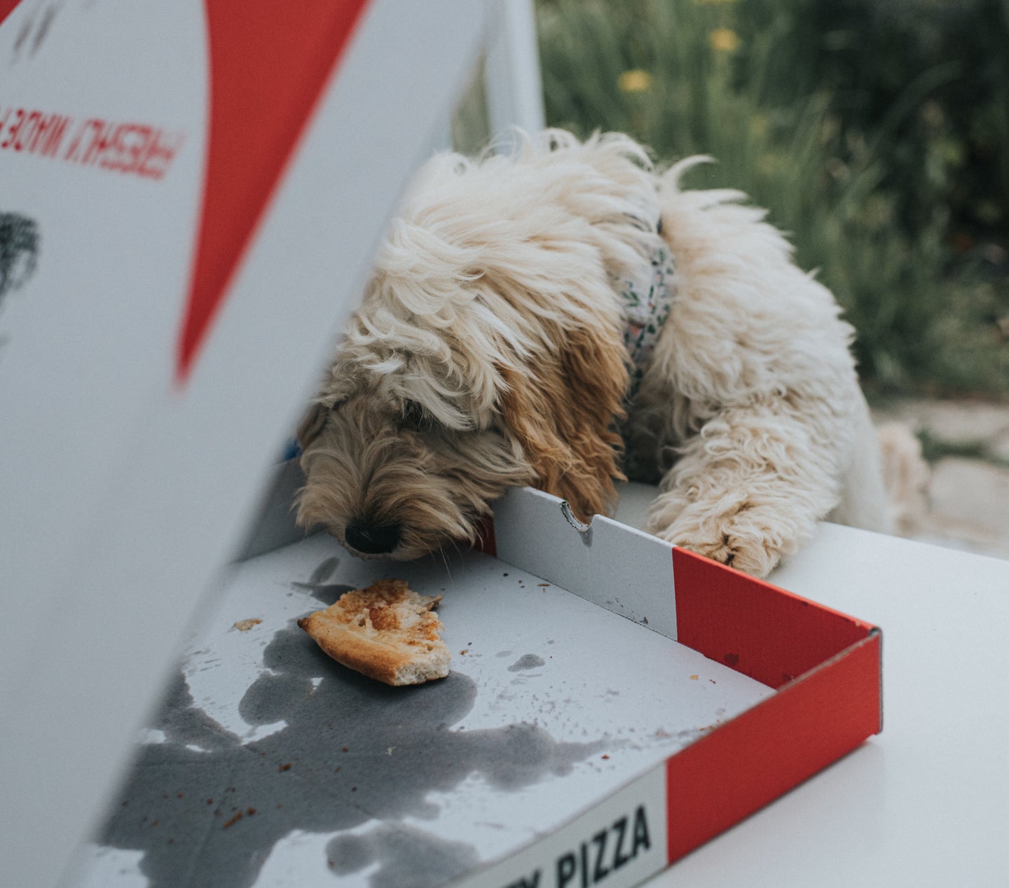 Is Someone A Bad Person If They Don't Like Dogs? | HuffPost Life