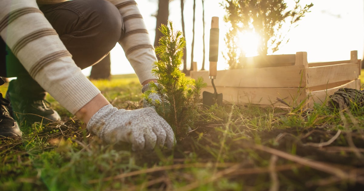 UK Gardeners Urged To Leave 1 Weed Alone This Summer | HuffPost UK Life