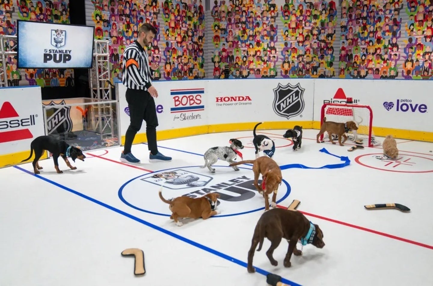 NHL Is Hosting The First 'Stanley Pup' | HuffPost Entertainment